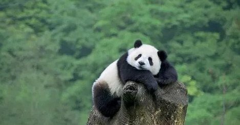 The Giant Panda: China's Iconic Black-and-White Bear | 8 Surprising ...